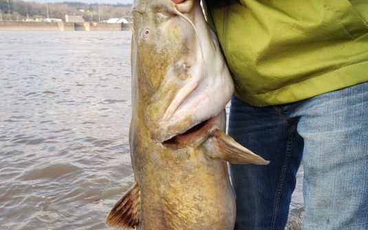Protecting Kentucky's Trophy Catfish HB397